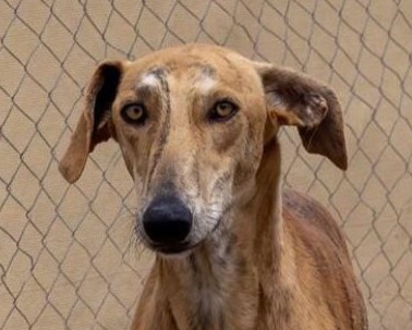 Antonio is geadopteerd - Dutch Galgo Lovers